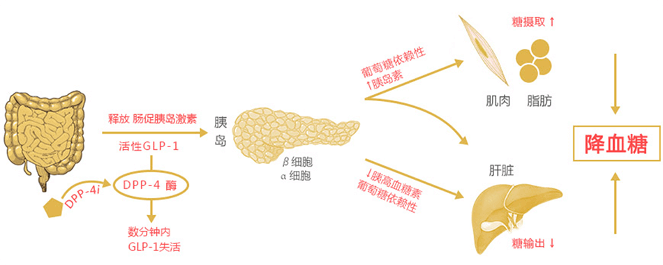 dpp-4抑制剂,d-4抑制剂,抑制剂_大山谷图库